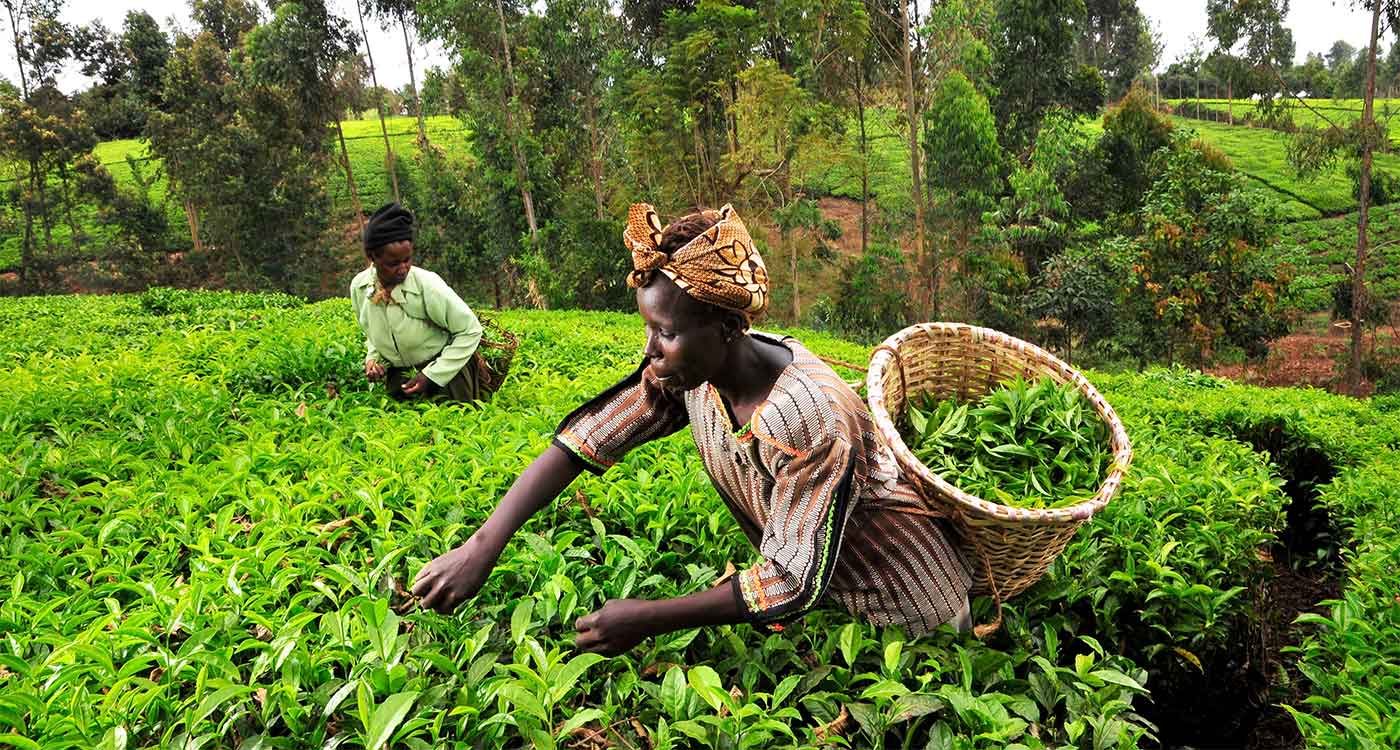 Crop Production | UNN E-learning