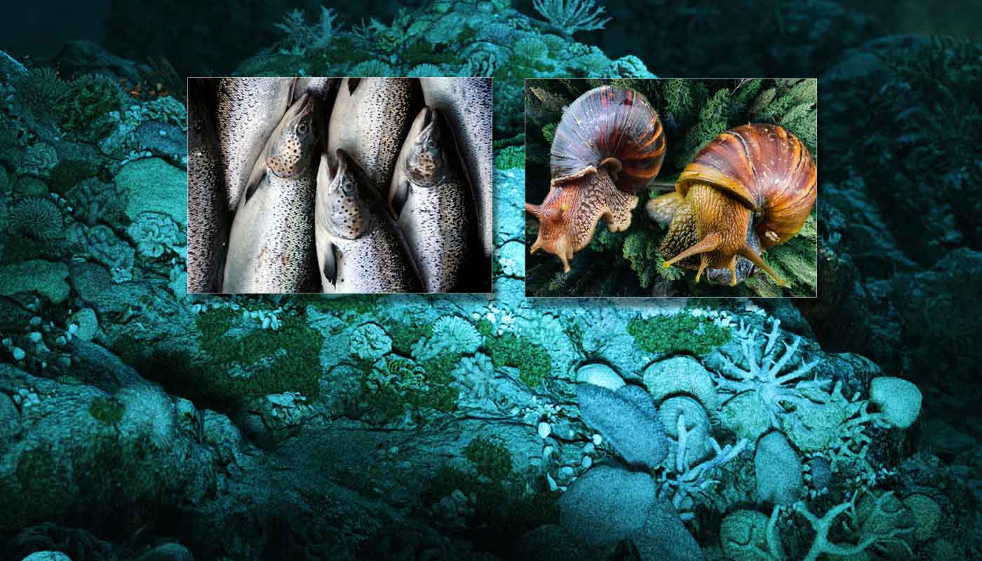 Animal Husbandry 1 | UNN E-learning